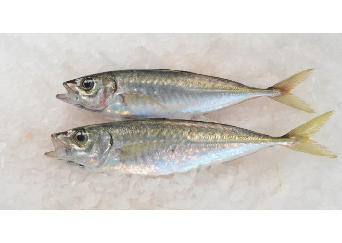 gascon Méditerranée en vente direct - Agripousse