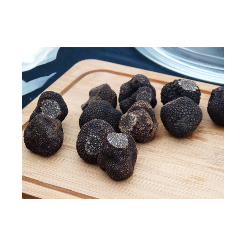 Truffe Fraîche Noire Du Périgord Tubermelanosporum En Vente Direct Agripousse